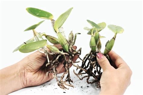Como fazer mudas de orquídeas Dicas para não errar Eduardo