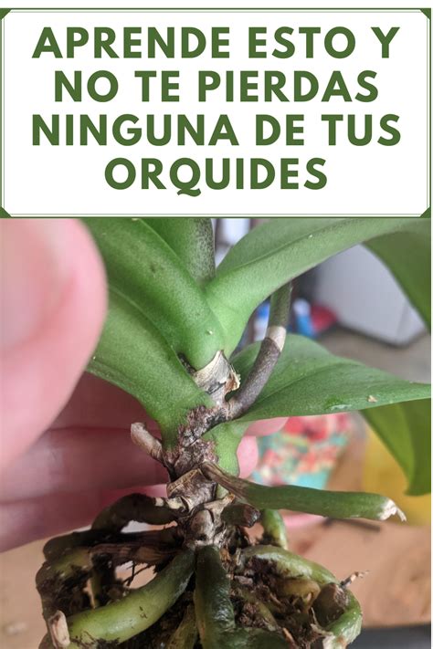 Haga Clic En La Imagen Y Acceda Al Manual Con Todas Las Segregadas Para