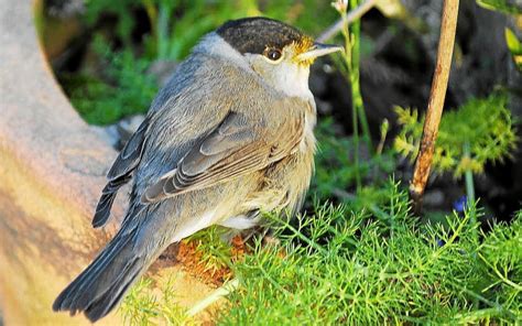 Environnement Comptage des oiseaux de jardins Le Télégramme