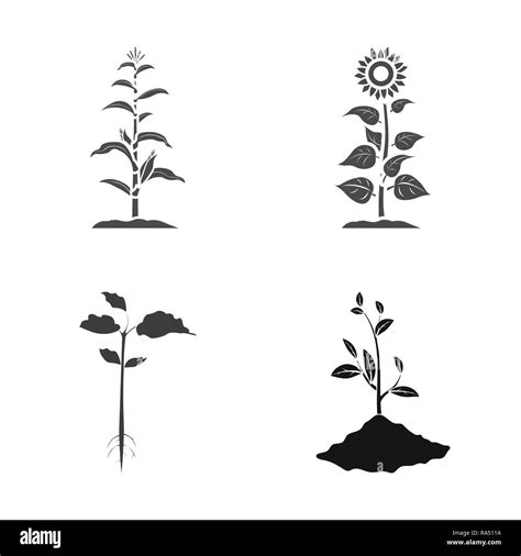 Grow Root Cycle Development Seed Plant Bean Germinate Process Seedling