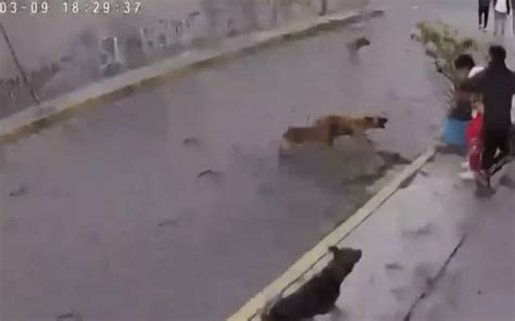 Video Jauría de perros ataca a dos jóvenes en Metepec El Sol de