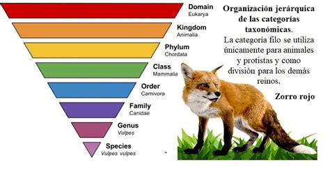 Taxonomia Clasificacion De Los Seres Vivos