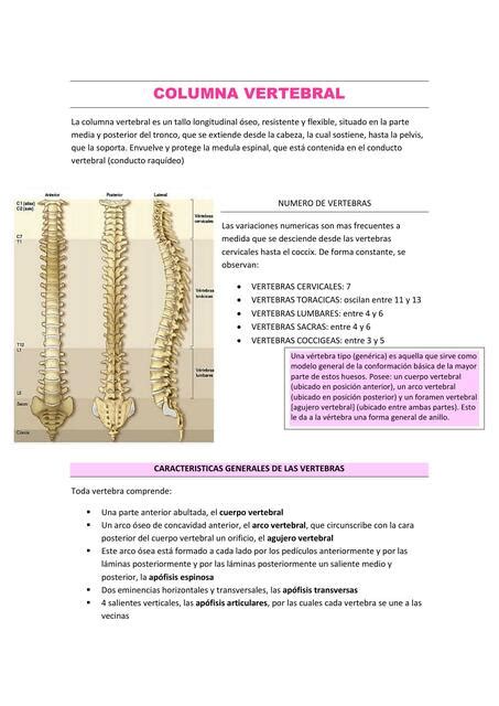 Columna Vertebral Agustina UDocz