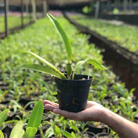 Topo 101 imagem como tirar muda de orquídea phalaenopsis br