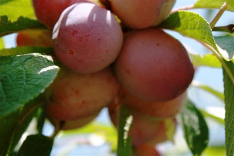 Obstbäume düngen Wann und womit macht man s