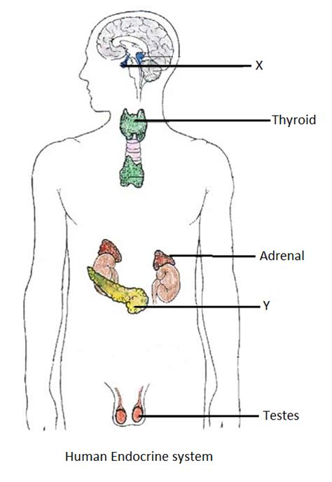 Draw A Diagram Showing Endocrine Glands In A Male Body Label The