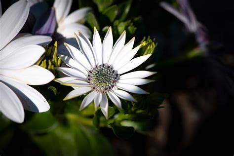 Cape Marguerite Blomma Blomning Gratis foto på Pixabay Pixabay