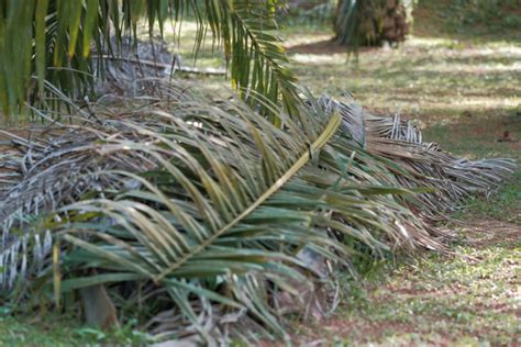 C Mo Trasplantar Una Palmera Areca Huerto En Casa