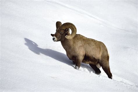 Bighorn Sheep In Snow Stock Image Image Of Horned Horn 49370467