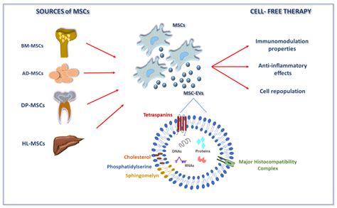 Biomedicines Free Full Text Current Perspectives On Adult