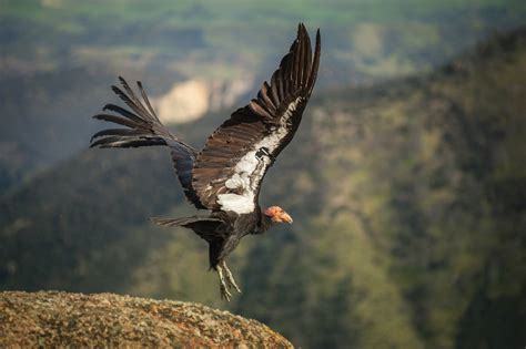 Condor California Flying Flight Wings Free Image From Needpix