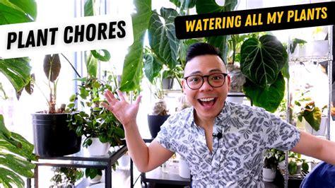 Plant Chores Plant Updates Watering My Plants In Pon Anthurium