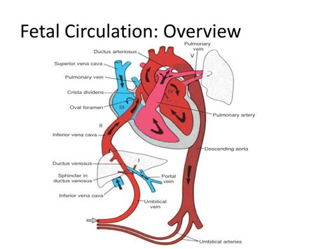 Overview Of Fetal Circulation Image To U