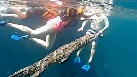 Panchito cocodrilo que nadó con turistas en Tulum ABC Noticias