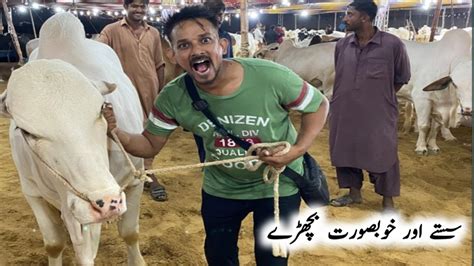Bakra Eid Season 2023 Karachi Cheapest Cow Mandi In Karachi Cow