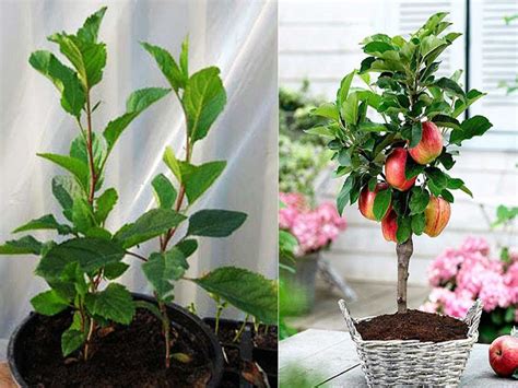 Tổng hợp với hơn 78 về mô hình trồng táo đỏ ở việt nam hay nhất coedo