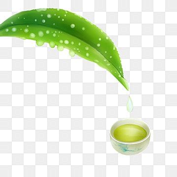 Fresh Tea Leaves With Dew On The Leaf Surface Plant Green Leaf PNG