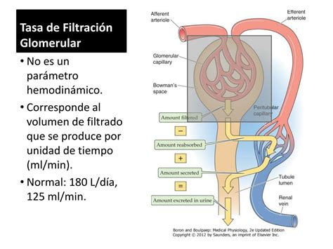 PPT Fisiología Renal Generalidades de la Función Renal PowerPoint