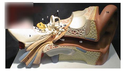Special Senses Ear Diagram Quizlet