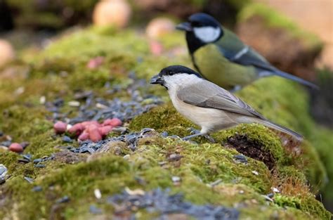 Marsh tit poecile palustris un pájaro se sienta en el tronco de un