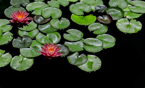 Free Photo Red And Green Lily Pads Focus Photography Aquatic Lily