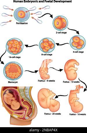 Biologische Illustration Der Menschlichen Embryonalentwicklung