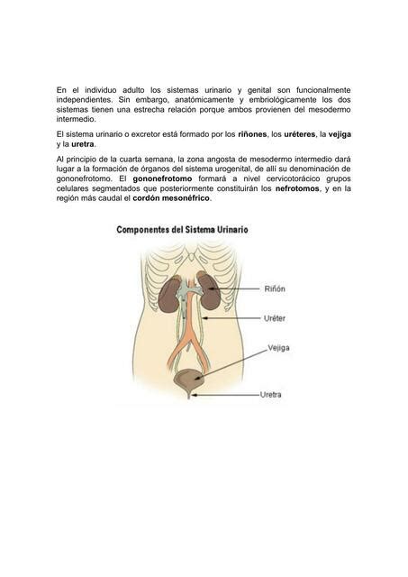 Resumen capítulo 7 Embriología Humana bases moleculares y celulares