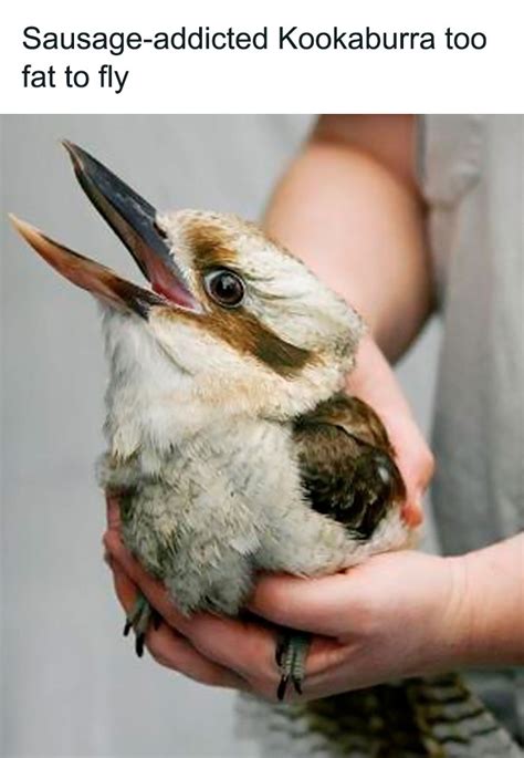 80 Hilarious Birb Memes For Fellow Avian Enthusiasts Success Life