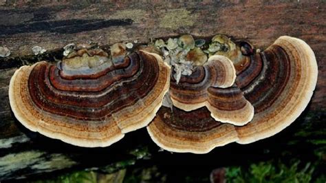 Fundaci N Fungi Descubriendo El Reino De Los Hongos Defensores De La