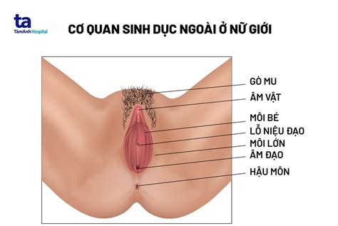 Tìm hiểu hình ảnh bộ phận sinh dục nam bình thường và những biến đổi