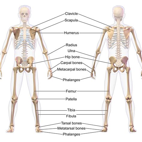 An Overview Of The Appendicular Skeleton Albert Resources