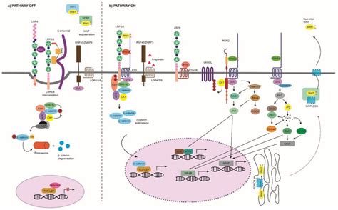 Wnt Pathway Extracellular Components And Their Essential Roles In Bone
