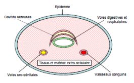Tissus Pith Liaux Flashcards Quizlet