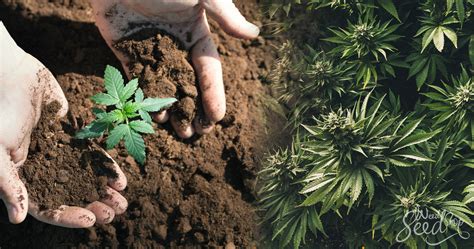 The Life Cycle Of A Cannabis Plant Stages Weedseedshop