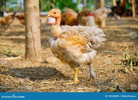 Transylvanian Naked Neck Rooster Free Range Rare Breed Of Chicken