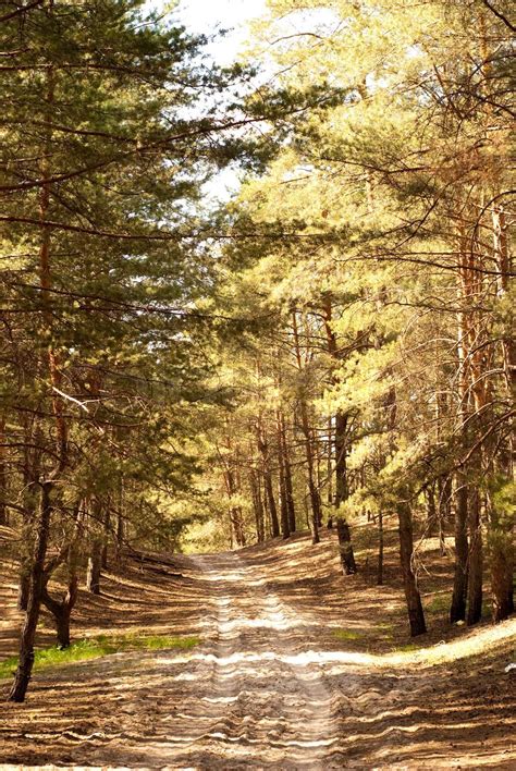 Forest Stock Image Colourbox
