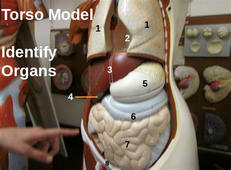 Anatomy Lab Practical Torso Model Diagram Quizlet