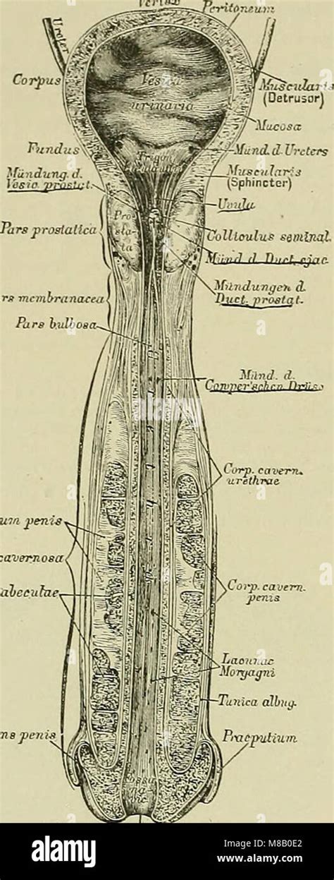 Hermaphroditismus Beim Menschen Hi Res Stock Photography And