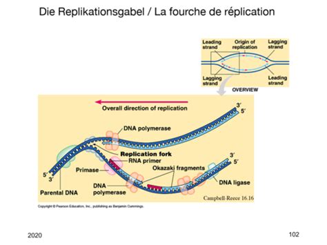 Dna Replikation Enzyme Karteikarten Quizlet