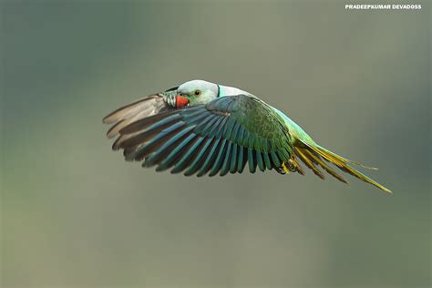 Malabar Blue Winged Parakeet Male Malabar Blue Winge Flickr