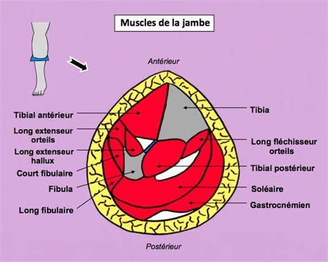 Muscles De La Jambe Anatomie Muscler Les Jambes Jambe Anatomie