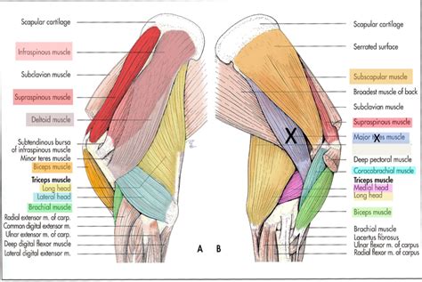 Muscles Of The Fore Limb Diagram Quizlet