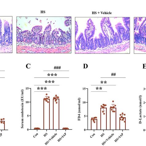 High Intestinal Permeability And Intestinal Injury Induced By