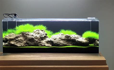 Iwagumi Aquascape Takeshi Amano Seiryu Stone Stable Diffusion