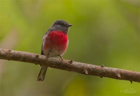 Rose Robin Petroica rosea by Þorfinnur Sigurgeirsson on YouPic