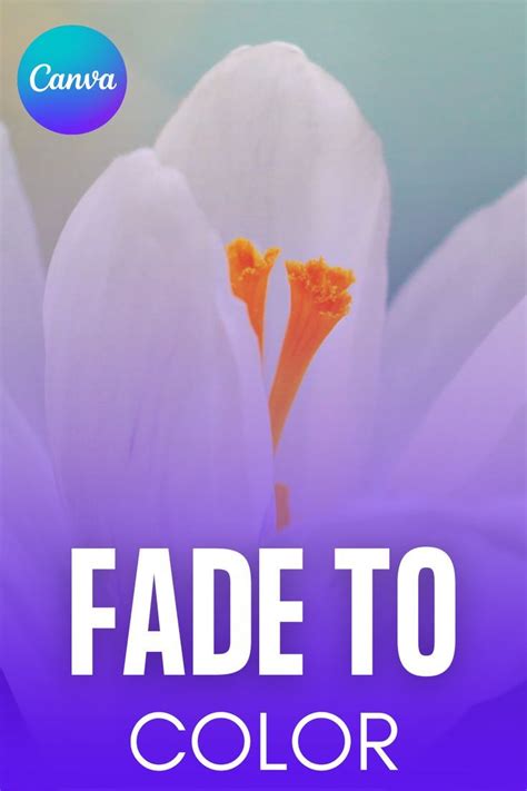 Fade An Image To Color Background With Canva