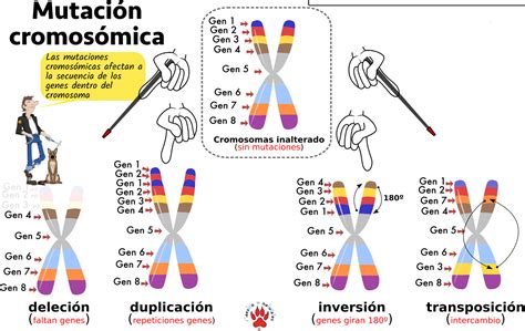 Tema 4 1 Qué es la mutación y tipos de mutación