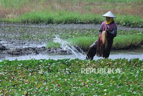 Mentan Amran Ajak Akademisi Perkuat Akselerasi Lahan Rawa Untuk Padi