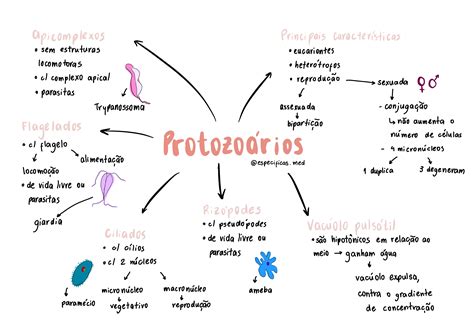 Arriba 36 Imagen Mapa Mental Protista Abzlocal Mx