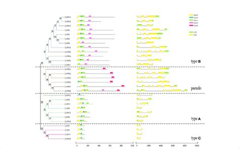Phylogenetic Relationship Conserved Domains And Exon Intron Structures